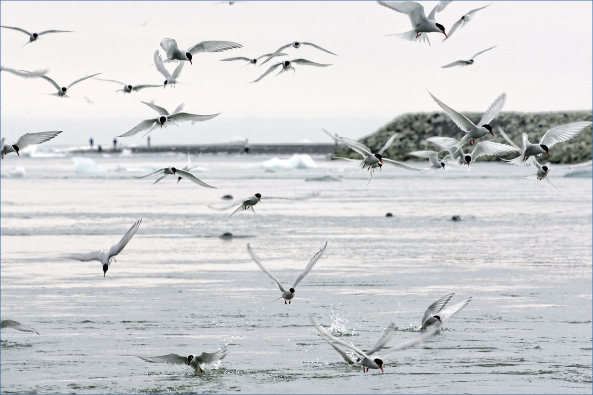 Jökulsárlón in IJsland bezoeken