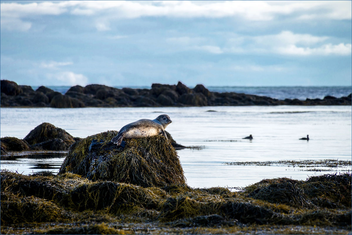 Ytri Tunga in IJsland bezoeken